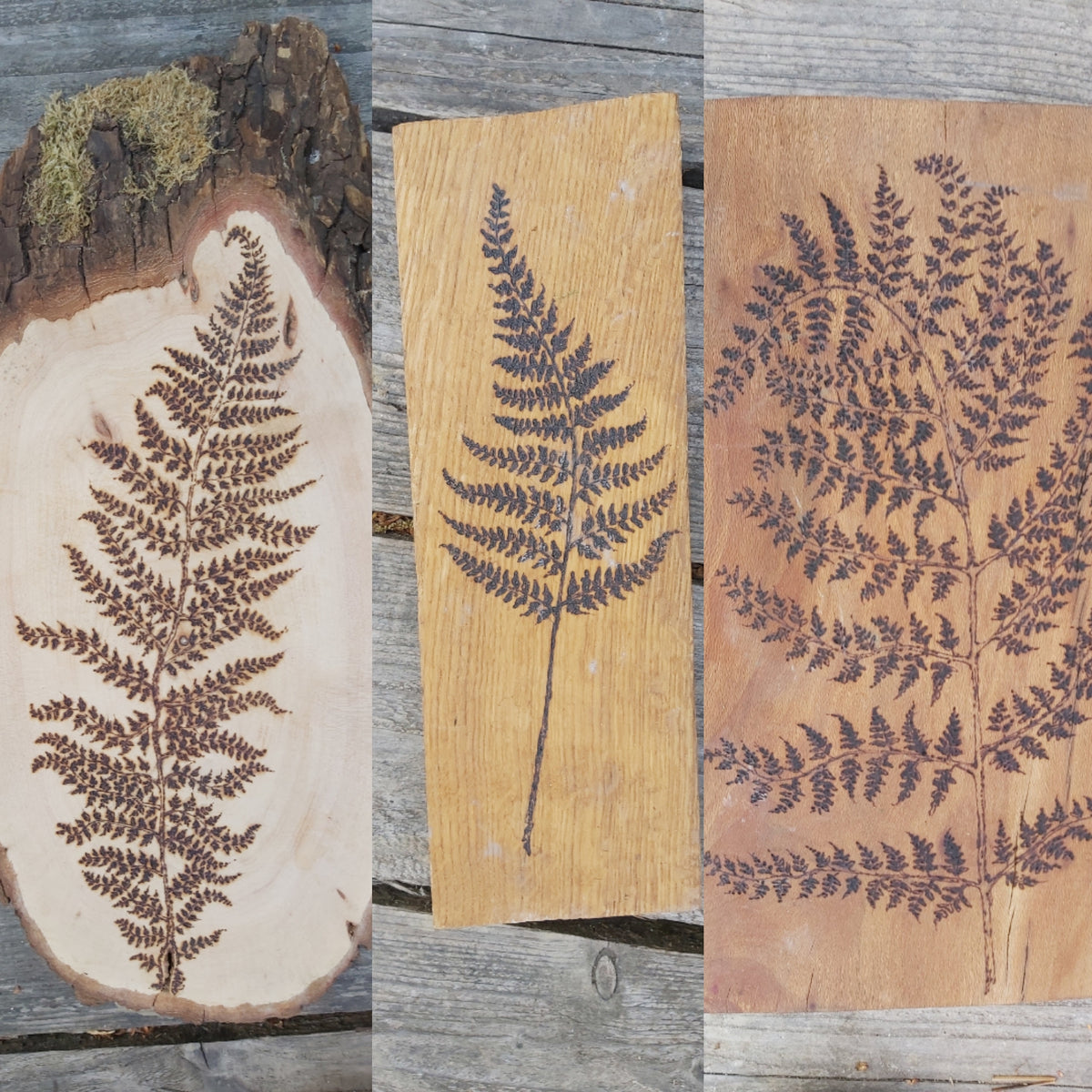 Fern Art Collection – Ruth Wheeler